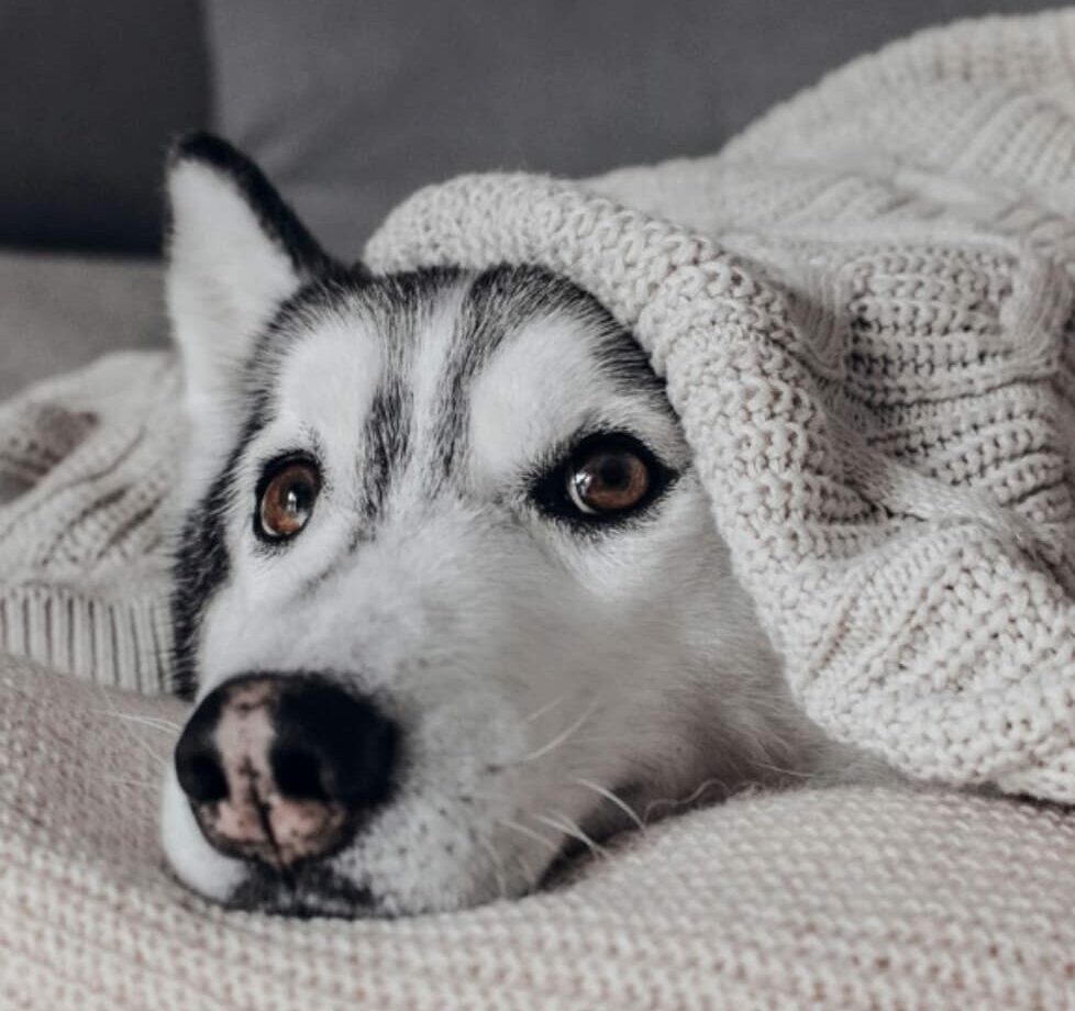 How to Ease Pet Separation Anxiety - CareVet of Hawthorne