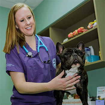 Testimonials | CareVet