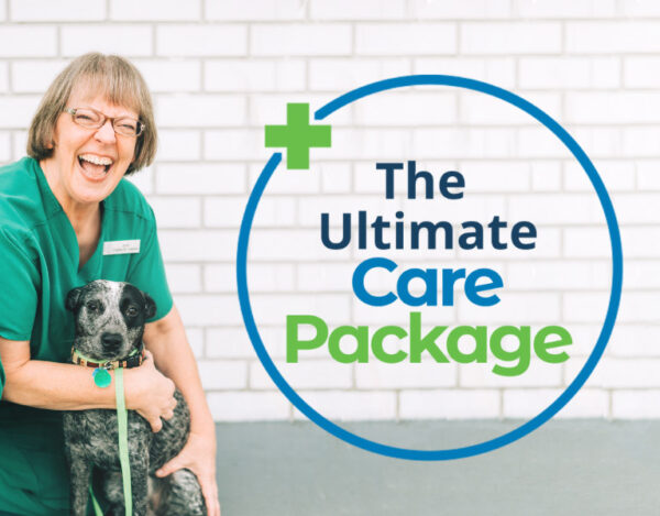 Veterinarians | CareVet