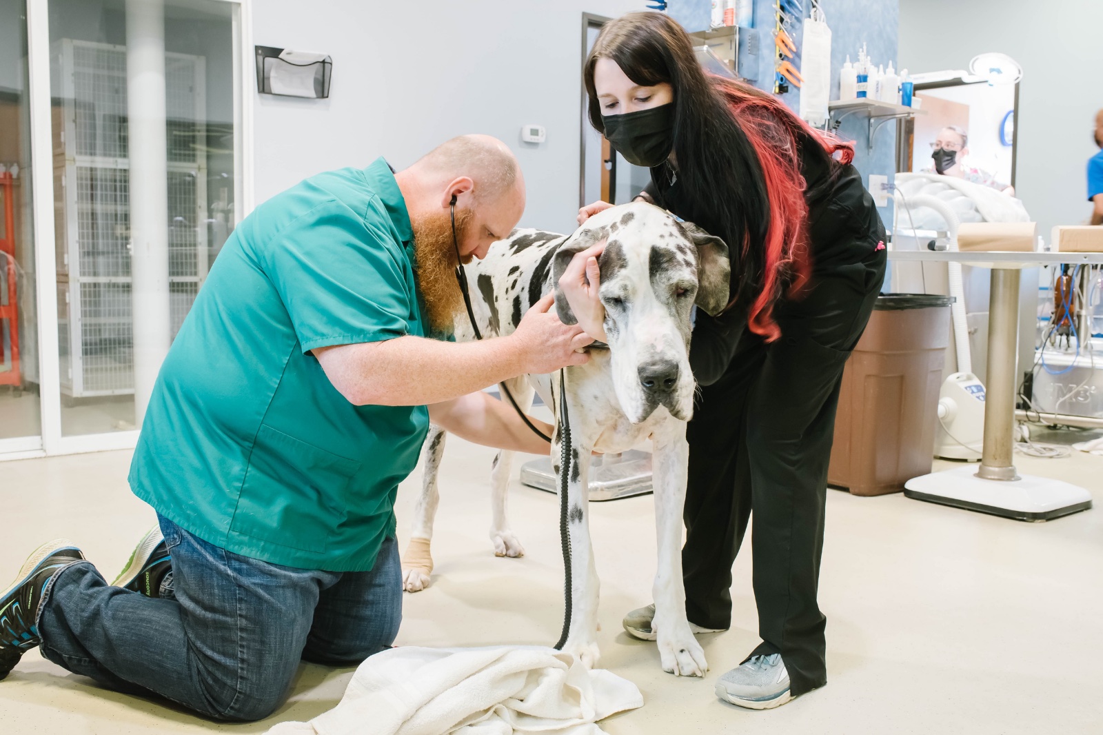 3 Drivers of Stress in the Veterinary Industry and How To Address Them ...